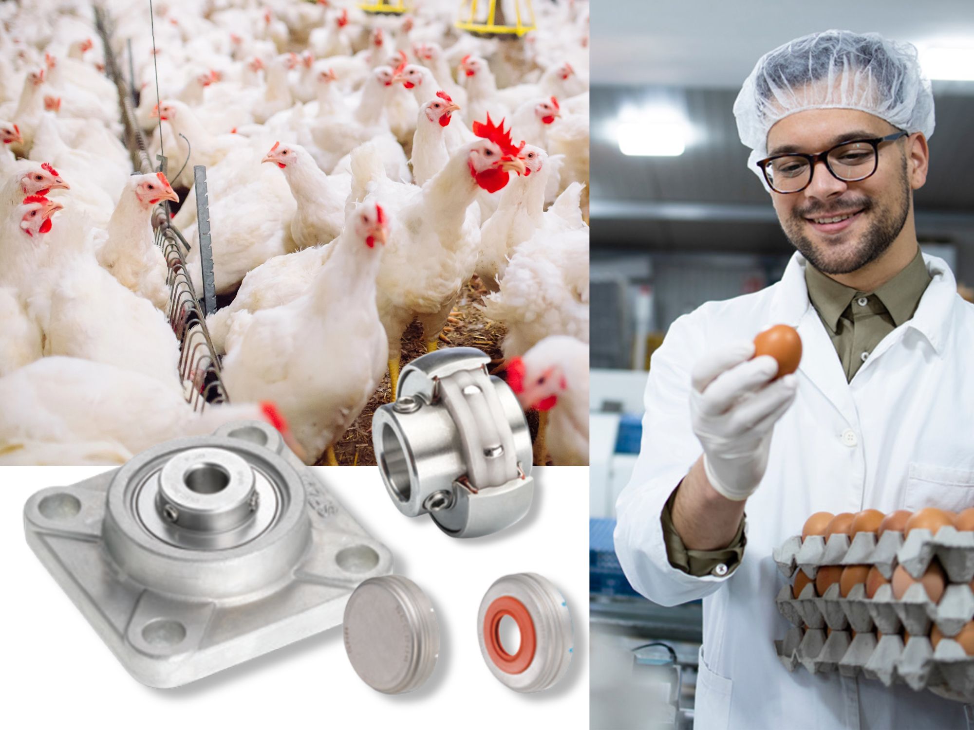 NTN Food-Grade Bearings – When Downtime Is Not an Option - Bearing Express